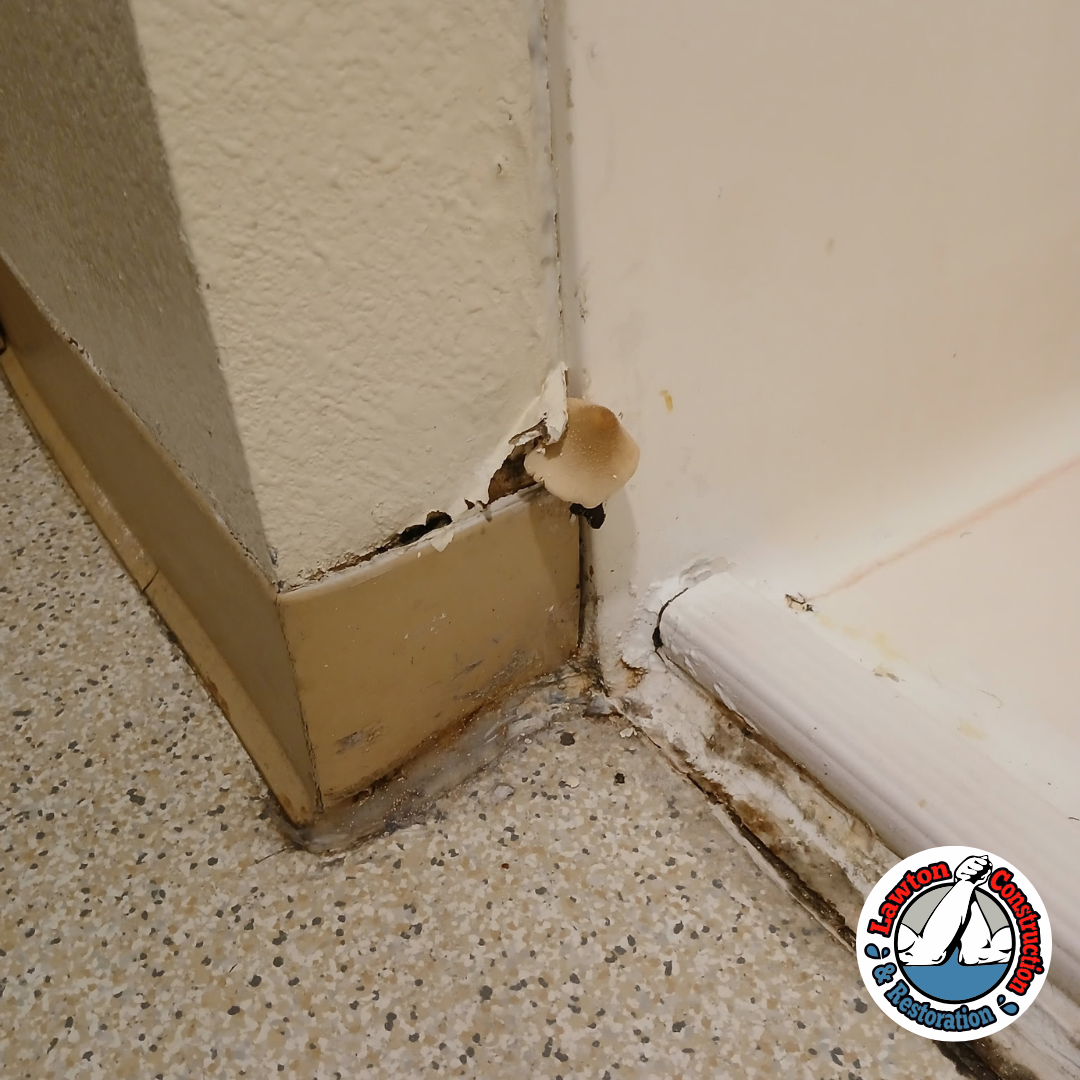 Who Should You Call for Water Damage or Mold? A Homeowner's Guide